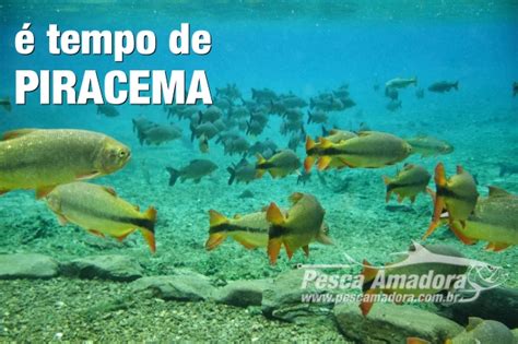 Piracema Período de Defeso Para a Reprodução dos Peixes Portal