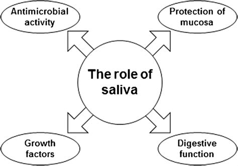 The Role Of Saliva Saliva Contains Digestive Enzymes Various Growth
