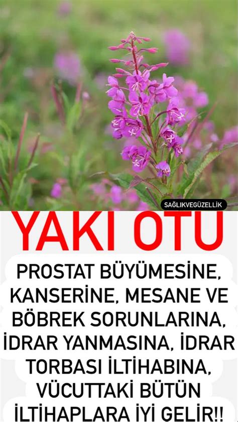 Yakı Otunun Hiç Duyulmamış Faydaları SAĞLIK VE GÜZELLİK Otlar