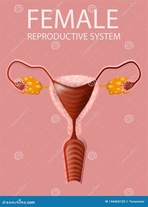 Close Up View Of Female Reproductive System Banner