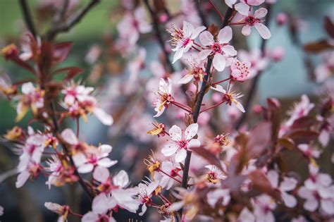 Bunga Bunga Bunga Sakura Kelopak Foto Gratis Di Pixabay Pixabay