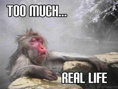 81 Funny Life Memes To Motivate And Inspire You In 2020 Life Is Good
