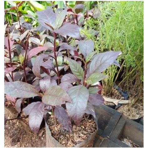 Jual Bibit Daun Ungu Organik Tanaman Handelem Tinggi Cm Shopee