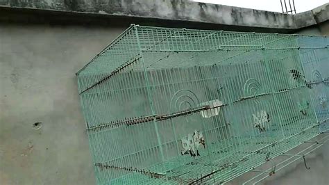 Kandang Umbaran Untuk Kacer Murai Batu Cucak Ijo Cucak Cungkok