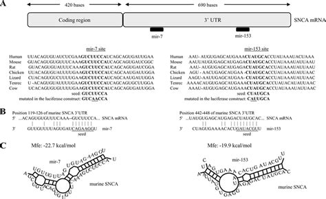 diagram of the mirna binding sites within the snca 3 utr a two download scientific diagram