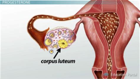 Secretory Phase In The Uterine Cycle Overview Purpose Lesson