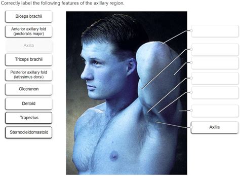 SOLVED Correctly Label The Following Features Of The Axillary Region