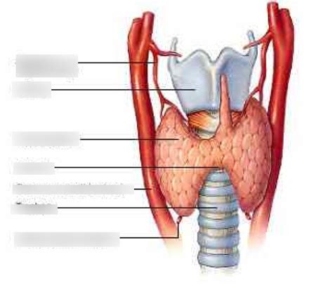Thyroid Gland Diagram Quizlet