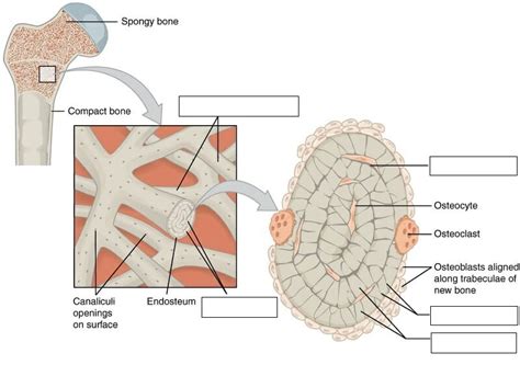 Microscopic Structure Of Spongy Bone Diagram Quizlet