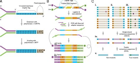 detection of ultra rare mutations by next generation sequencing pnas