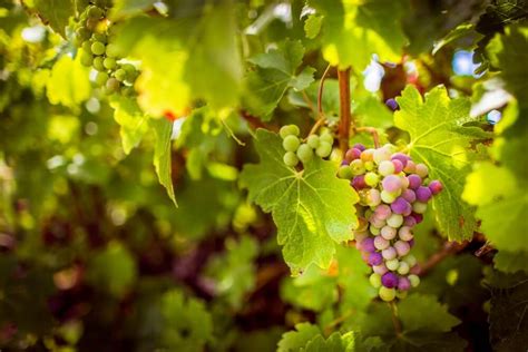 Hollick Old Vines Cabernet Sauvignon 2020 6 Bottles Coonawarra SA