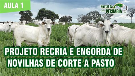 Projeto Recria E Engorda De Novilhas De Corte A Pasto Parte 1 YouTube