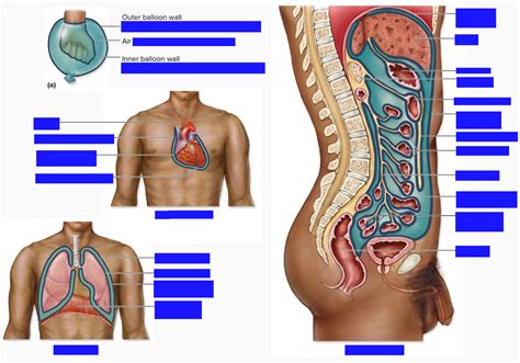B Label In Depth Body Cavities And Membranes Diagram Quizlet