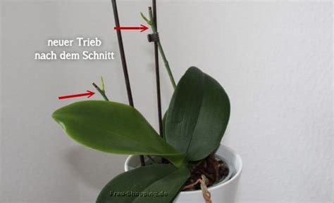 Neue Triebe Nach Dem Schnitt Orchideen Richtig Pflegen Topfpflanzen