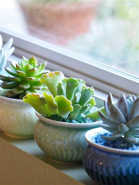 Suculentas Dicas De Cultivo E Cuidados Basicos Florescer Natural