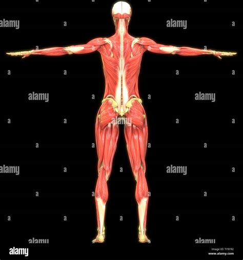 Muscle Humain Banque D Image Et Photos Alamy