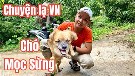 ĐỘC LẠ VN CHÓ MỌC SỪNG TRÊN NÚI CÂM VÙNG BẢY NÚI AN GIANG YouTube