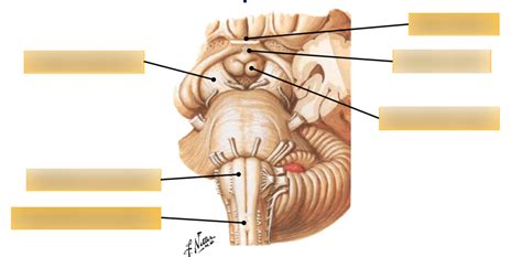Brainstem Anterior Aspect Diagram Quizlet