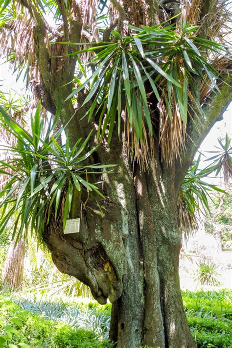 Yucca Gigantea Spineless Yucca Cabi Compendium