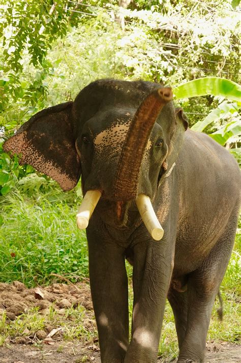 Elefant Dschungel Natur Kostenloses Foto Auf Pixabay Pixabay