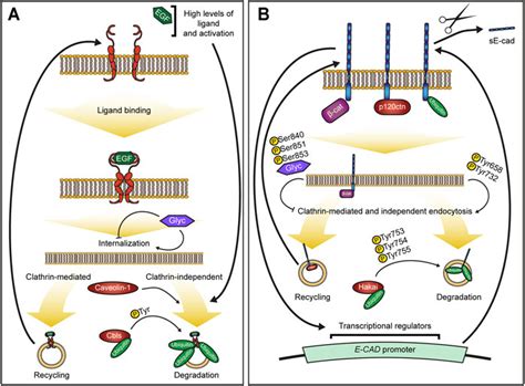 Frontiers The Cross Talk Between EGFR And E Cadherin