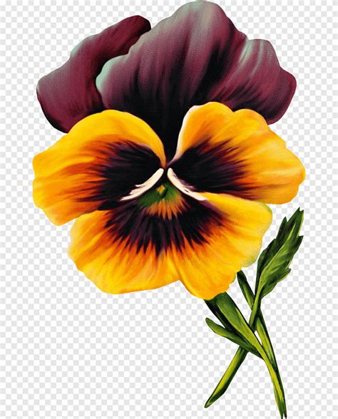 Details Imagen La Flor De Pensamiento Abzlocal Mx