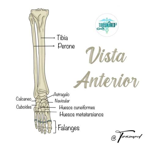 Huesos De La Pierna Y Pie Tiroxina Med UDocz