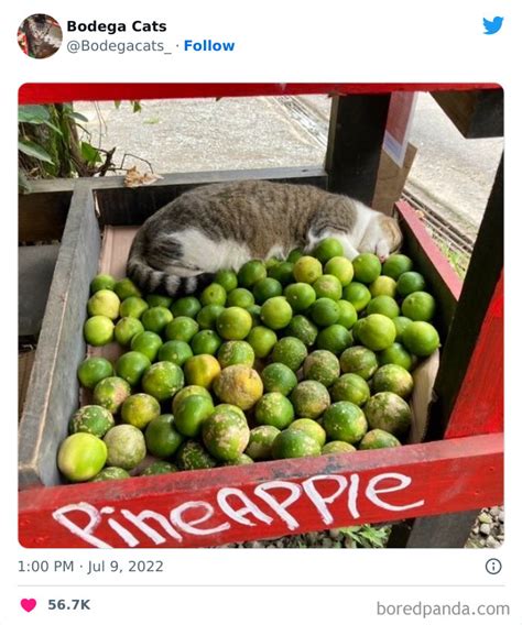 35 preuves que les chats dorment partout et n importe où