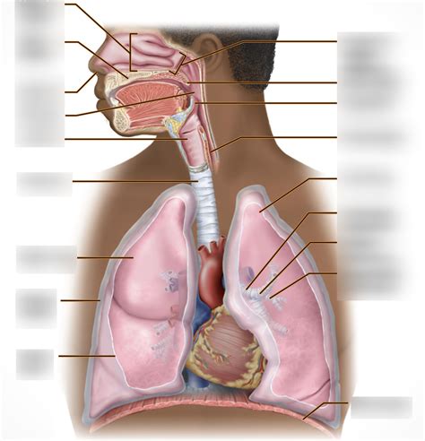 A P II Lab Exercise 21 Respiratory System Diagram Quizlet