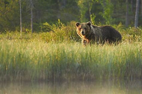 Success Stories Of Wildlife Conservation WorldAtlas