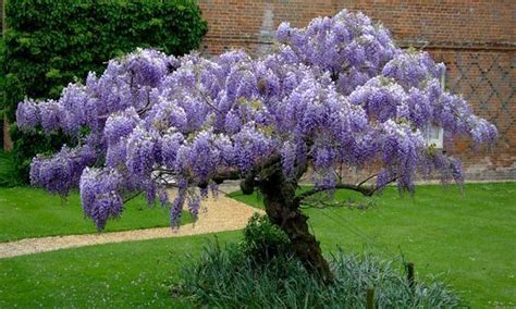 Glycine Comment La Palisser Et La Tailler Plantes Robustes Arbre