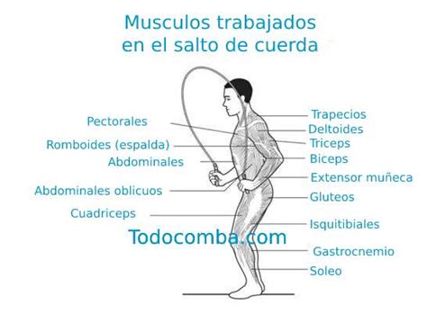 Músculos usados al saltar la cuerda Todocomba