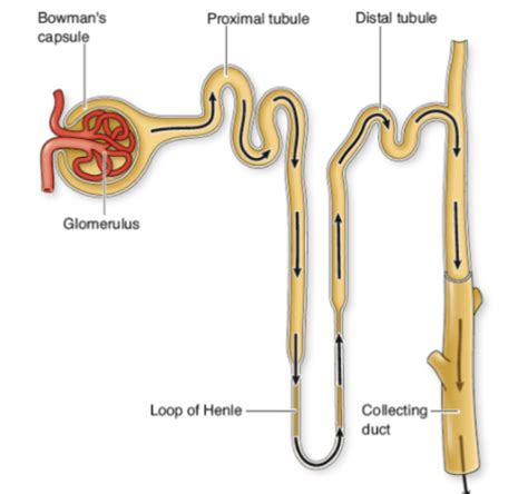 Renal Flashcards Quizlet