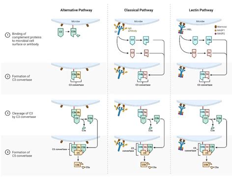 Difference Between Classical Alternative And Lectin Pathway Biology