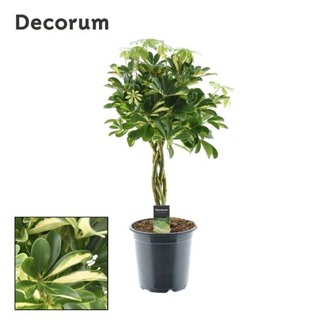 Schefflera Arboricola Gold Capella Plant Wholesale Floraccess