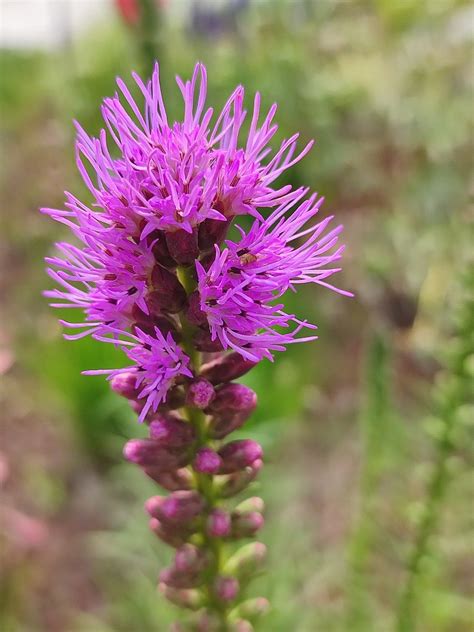 Pinke Blume Blumenbilder Natur Kostenloses Foto Auf Pixabay Pixabay