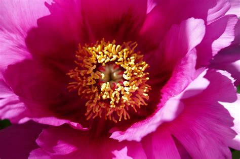 Flower Peony Pink Free Photo On Pixabay Pixabay