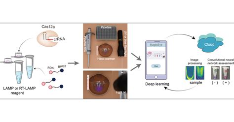 Rapid Visual CRISPR Assay A Naked Eye Colorimetric Detection Method