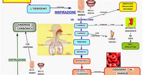 Mappa Concettuale Apparato Respiratorio