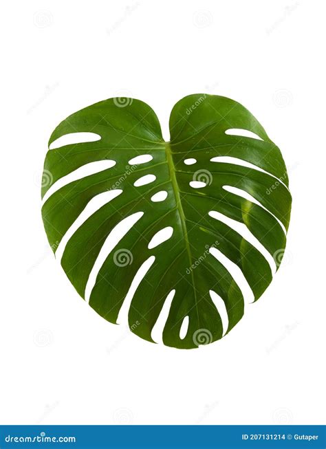Green Leaf Of Tropical Monstera Plant Isolated On White Stock Photo