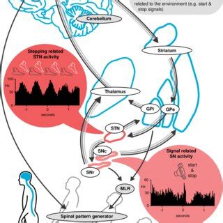 Schematic Illustration Of Signal Pathways Within The Gait Network