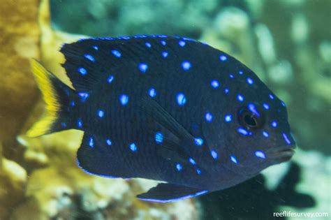 Microspathodon Chrysurus Yellowtail Damselfish Reef Life Survey