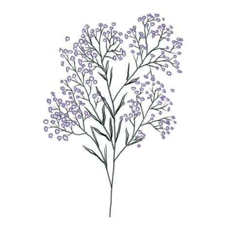 Babys Breath Flower PNG File PNG All
