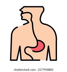 Mouth Esophagus Images Stock Photos Vectors Shutterstock
