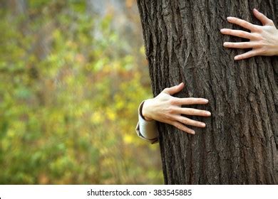 Human Hands Hugging Tree Park Stock Photo 383545885 Shutterstock