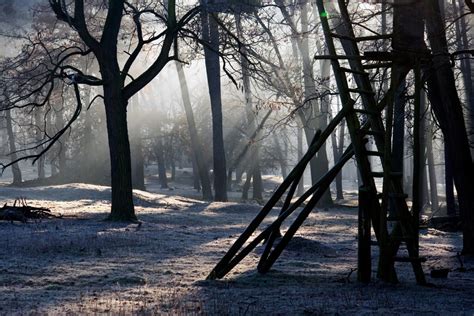 Kostenlose Foto Baum Natur Wald Ast Schnee Winter Licht