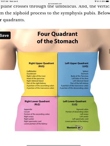 Anatomy Chapter Four Quadrants Of The Abdominal Cavity And List What