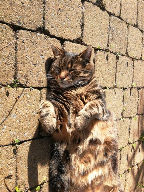 9 Things To Know Before Getting A Cat Kate S K9 Pet Care