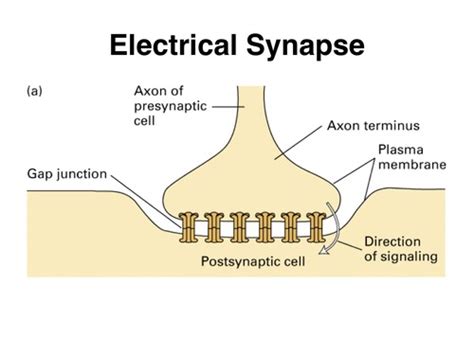Synapse NT And Summation Flashcards Quizlet