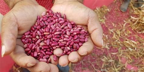 SAG busca incrementar producción de granos básicos Primicia Honduras
